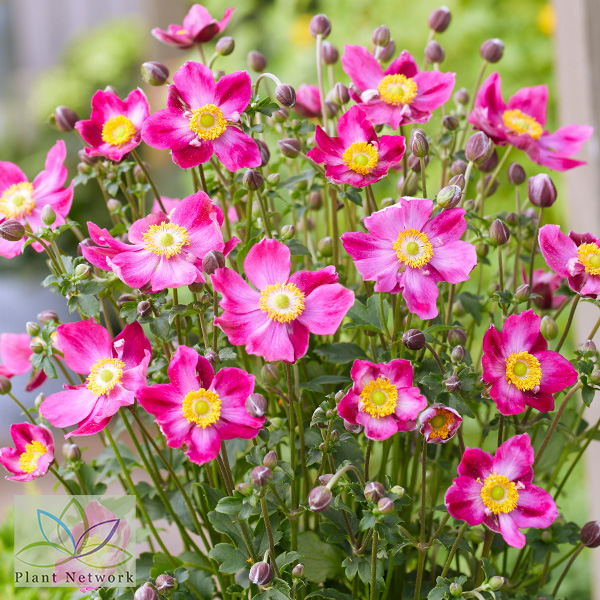 Anemone Fantasy Ariel – Plant Network