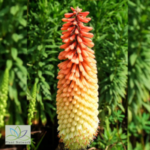 Kniphofia Scorched Corn – Plant Network
