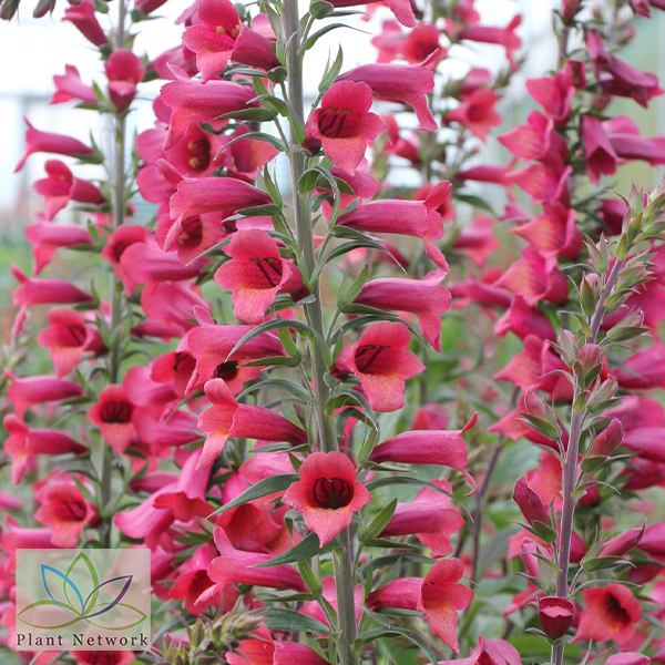 Digiplexis Illumination Raspberry – Plant Network