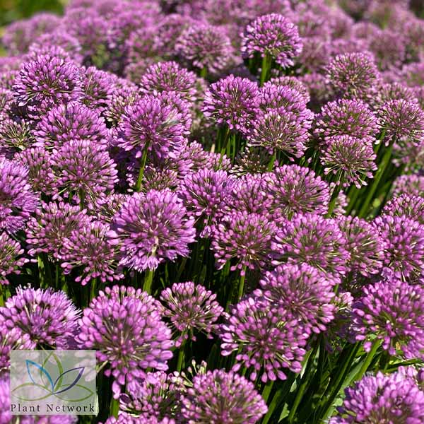 Allium Millenium – Plant Network