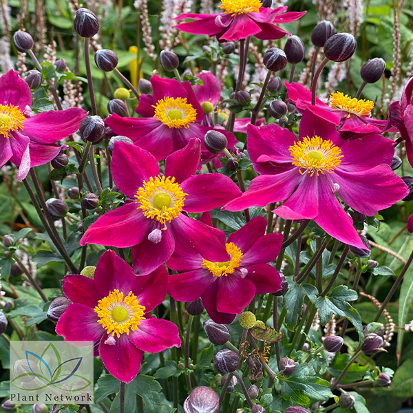 Anemone Fantasy Ariel – Plant Network