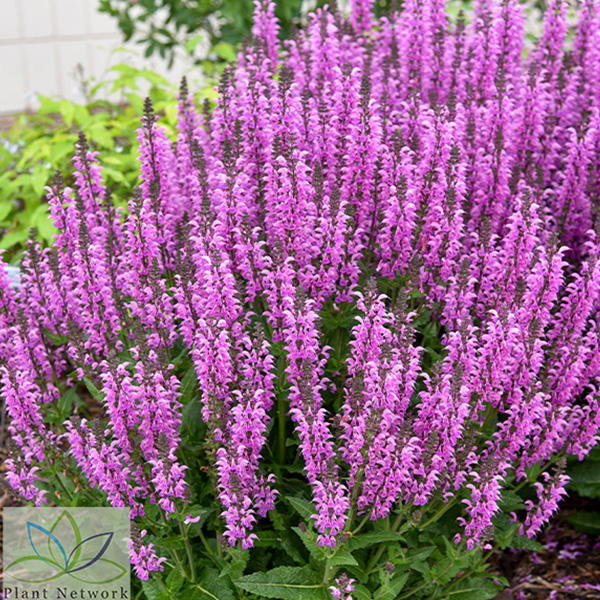 Salvia Fashionista Pretty in Pink – Plant Network