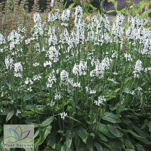 Stachys Summer Snowcone – Plant Network