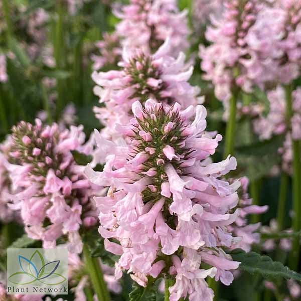 Stachys Summer Sweets – Plant Network