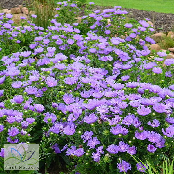 Stokesia Mel’s Blue – Plant Network