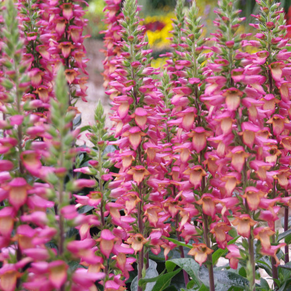 Digiplexis Flamingo. – Plant Network