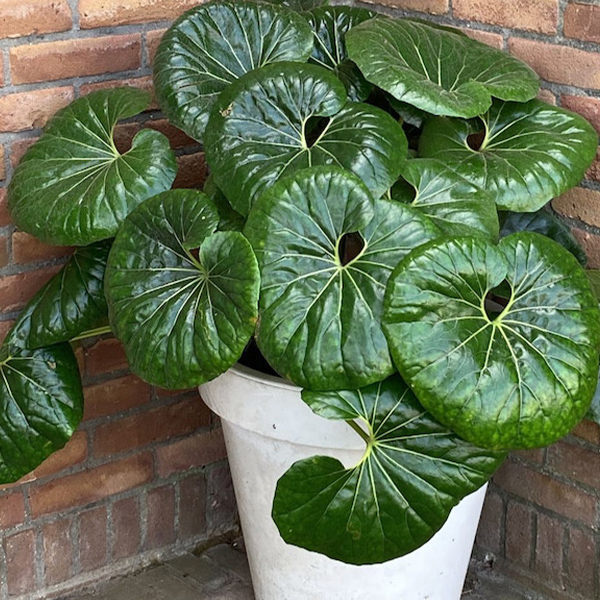 Farfugium Gigantea – Plant Network