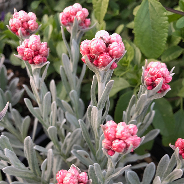 Helichrysum Red Jewel – Plant Network
