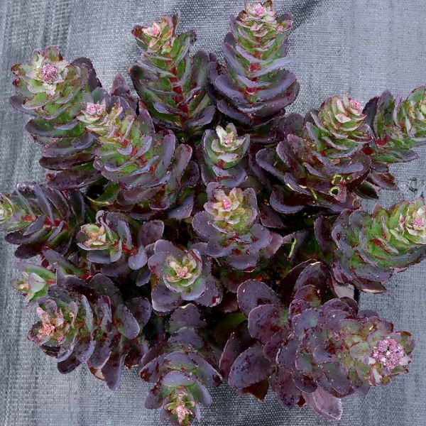Sedum Conga Line – Plant Network