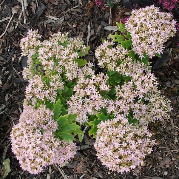 Sedum Thundercloud – Plant Network