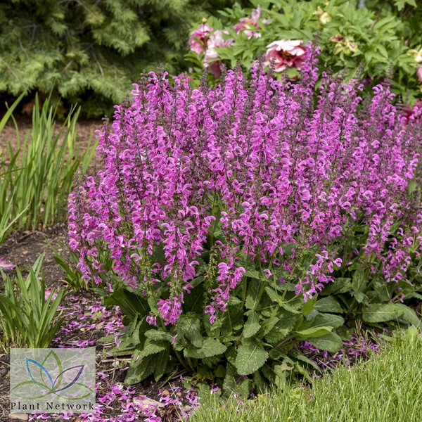 Salvia Fashionista Moulin Rouge – Plant Network